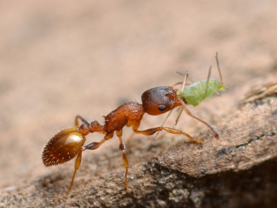 The ants go marching … methodically | The Research, Innovation & Impact ...
